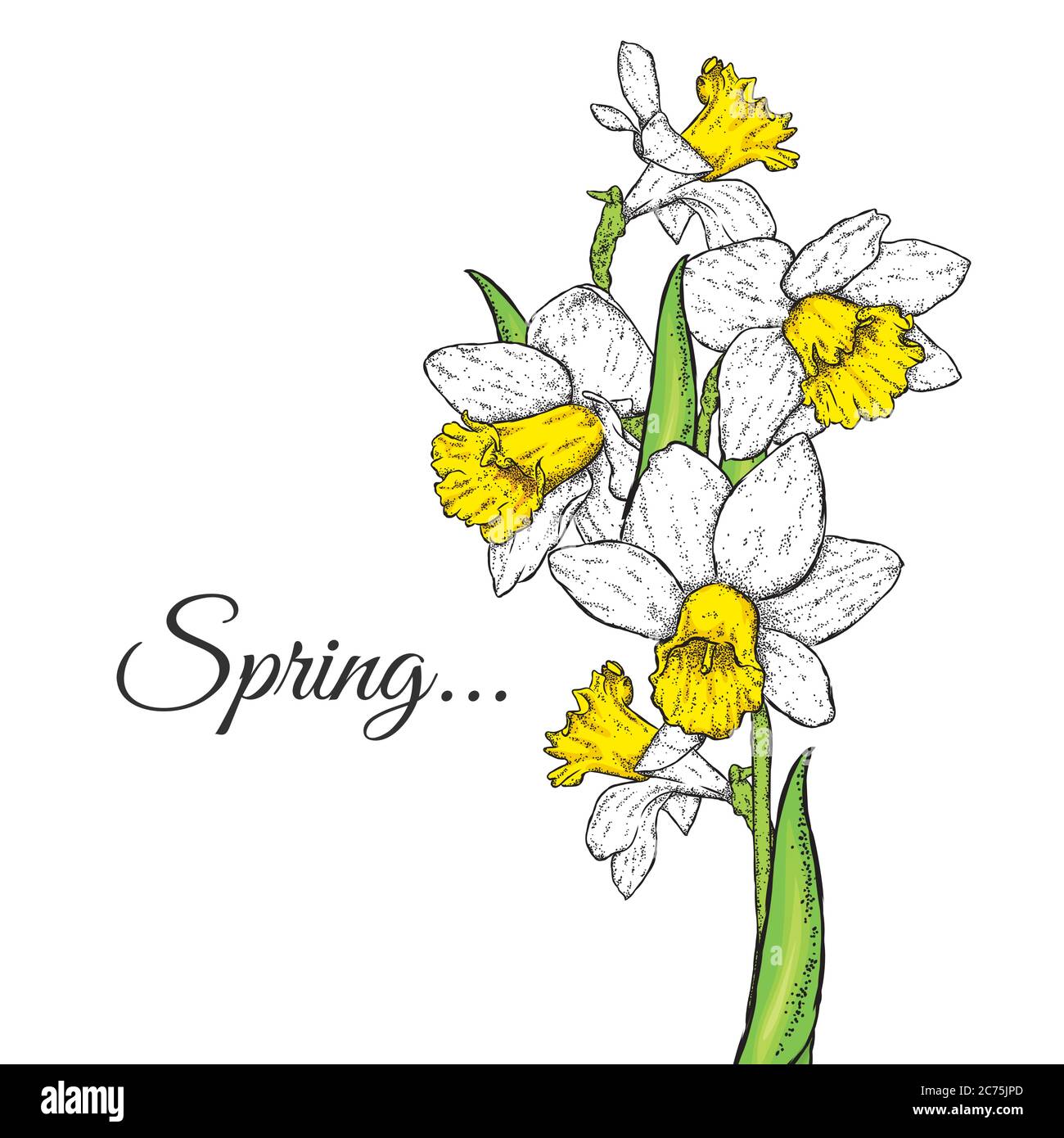 Beautiful daffodils. Vector illustration. Bouquet of spring flowers ...