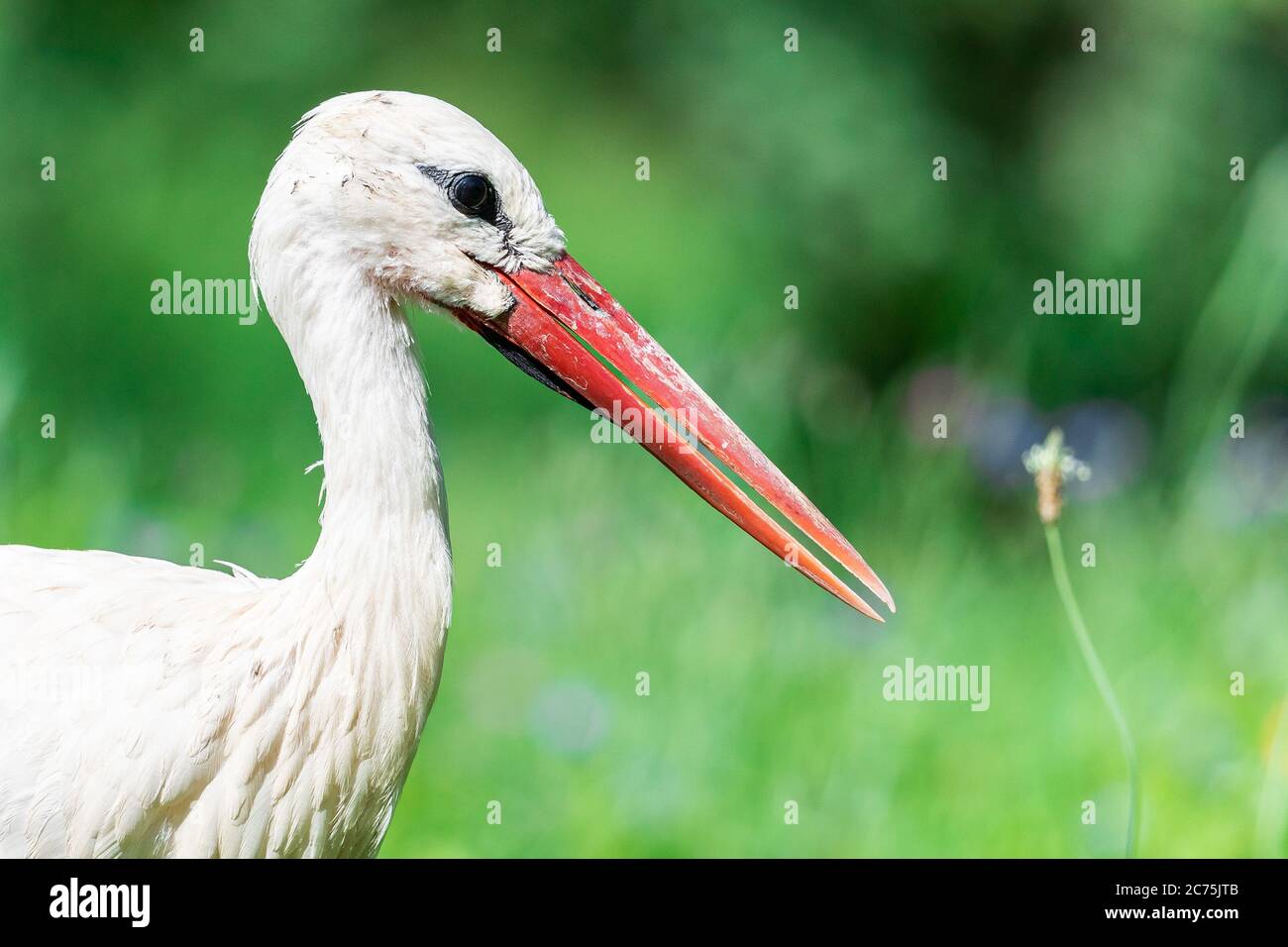 White stork flying in the meadow Stock Photo - Alamy