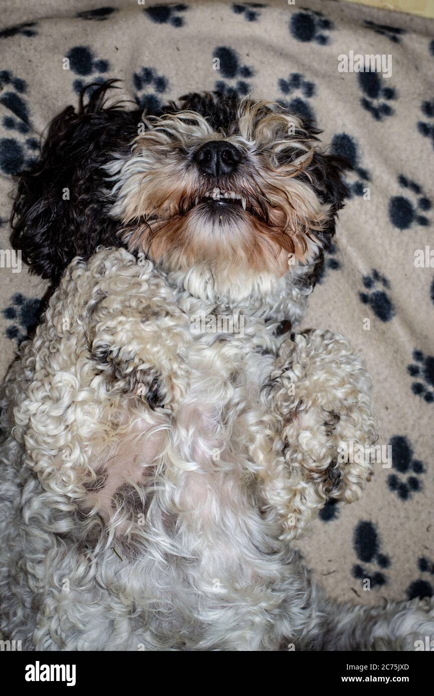 Little black and white cockapoo lying on her back on her cushion Stock ...