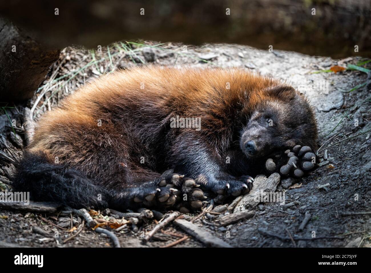 Wolverine sleeping in the forest Stock Photo - Alamy