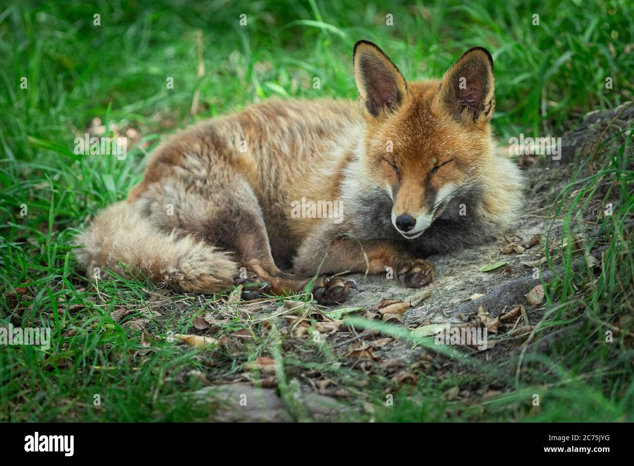 Red fox sleeping in snow hi-res stock photography and images - Alamy
