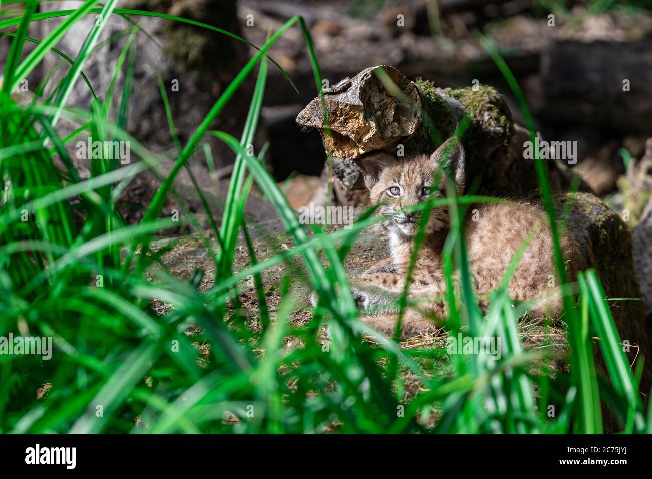 Baby lynx hi-res stock photography and images - Alamy