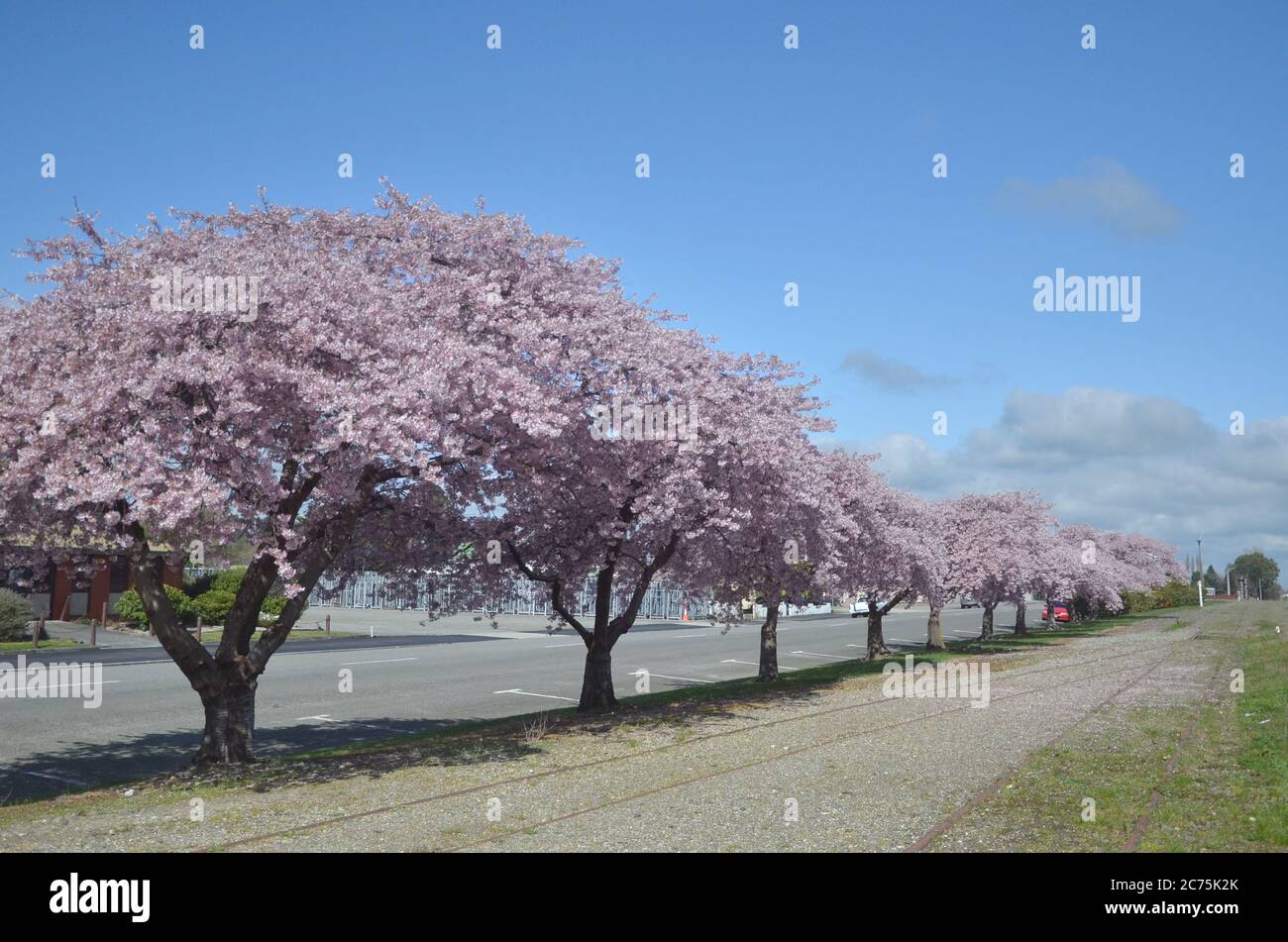 Cherry Blossom on September Spring time at south island of New Zealand ...