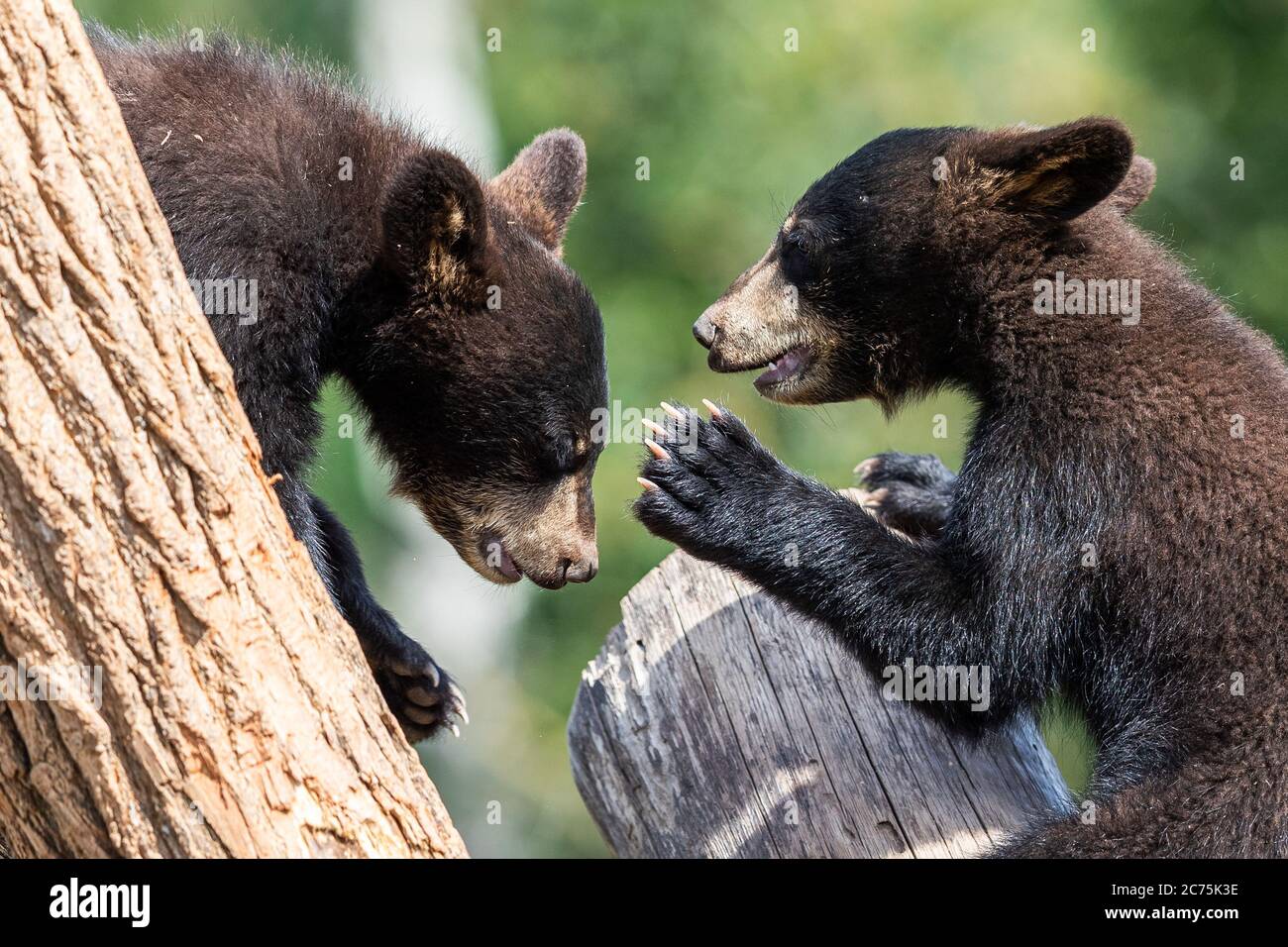 Baby black bear playing in the tree Stock Photo - Alamy