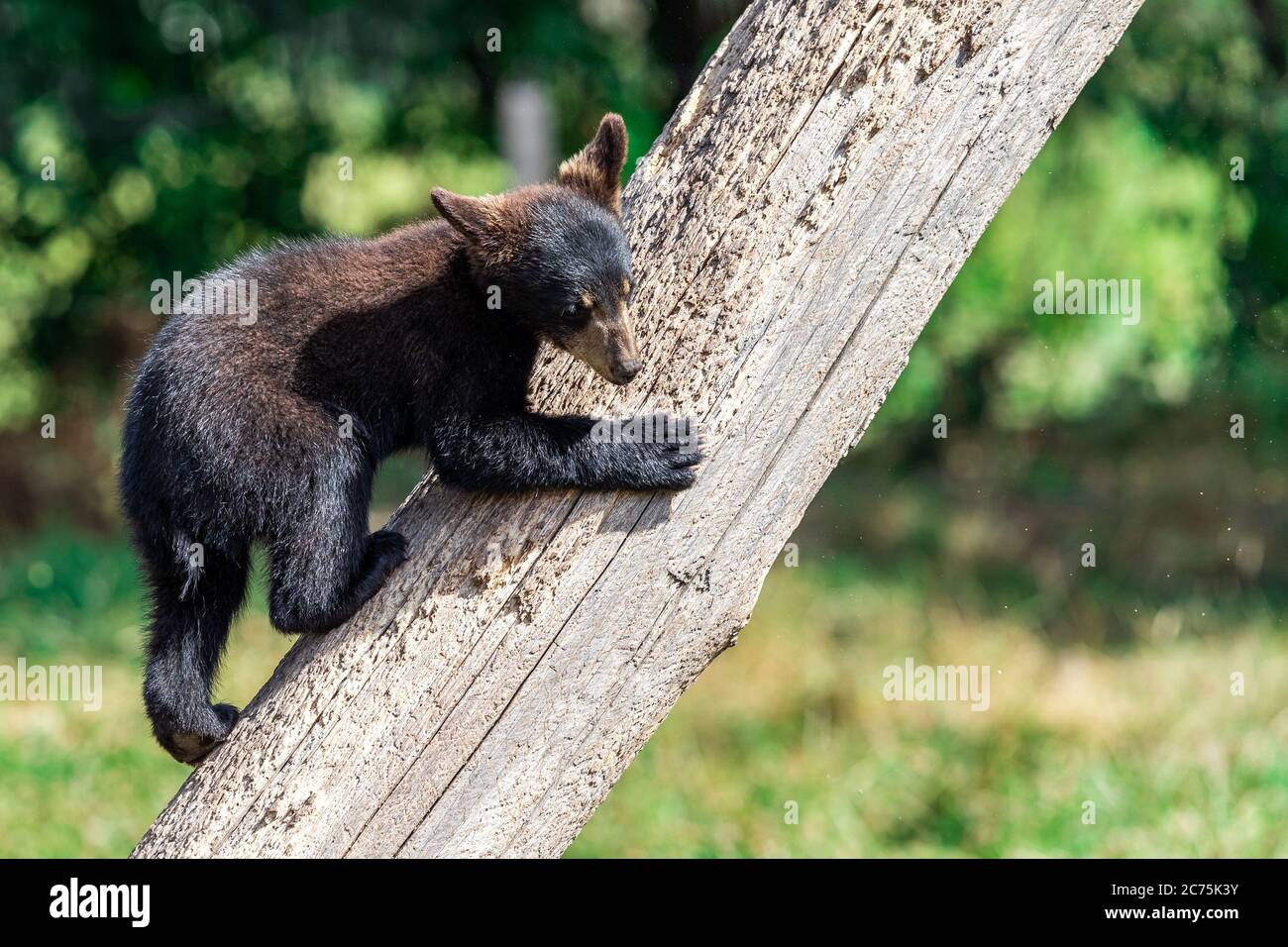 Baby black bear playing in the tree Stock Photo - Alamy