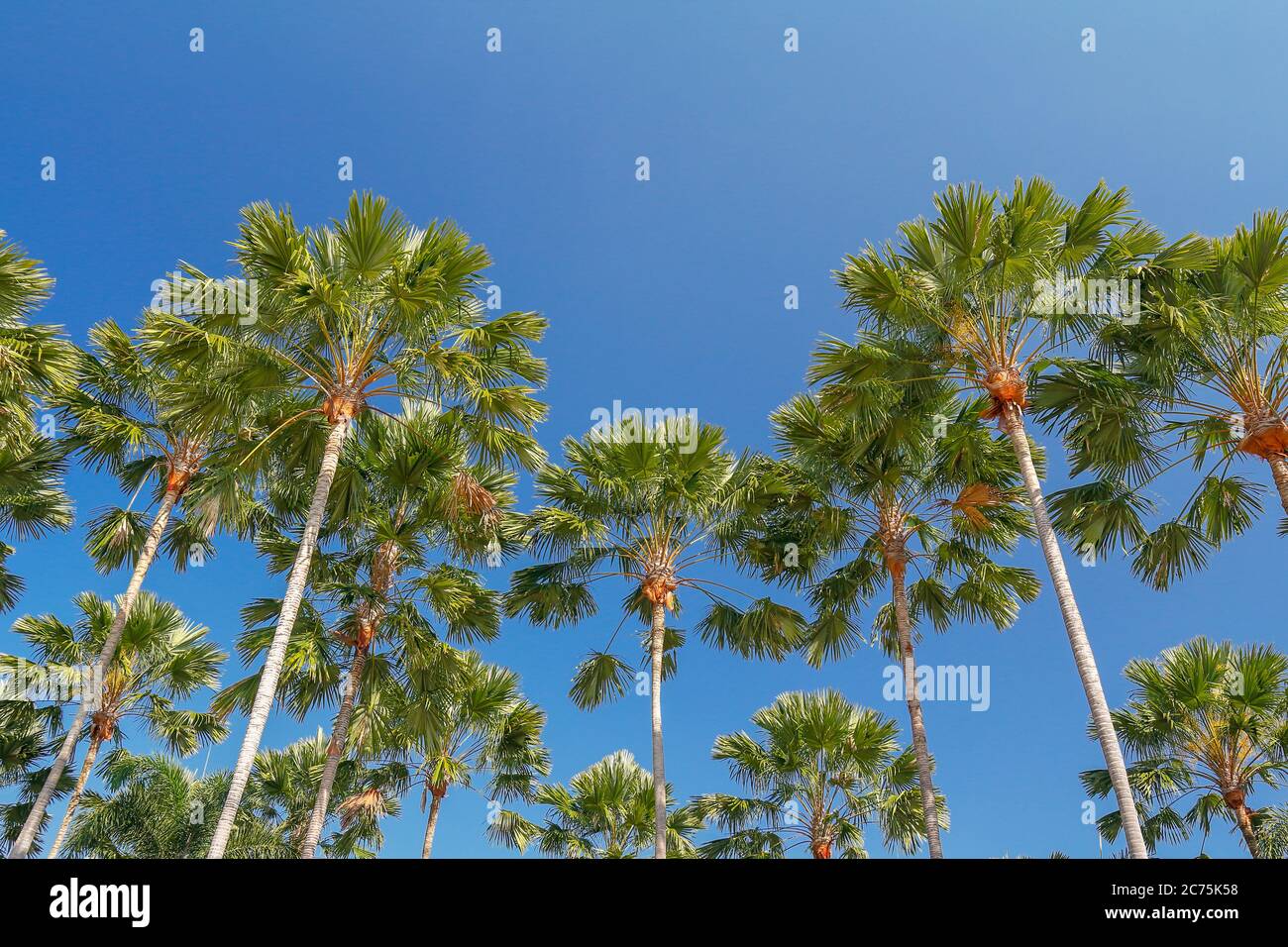 Java palm or Livistona rotundifolia Stock Photo - Alamy