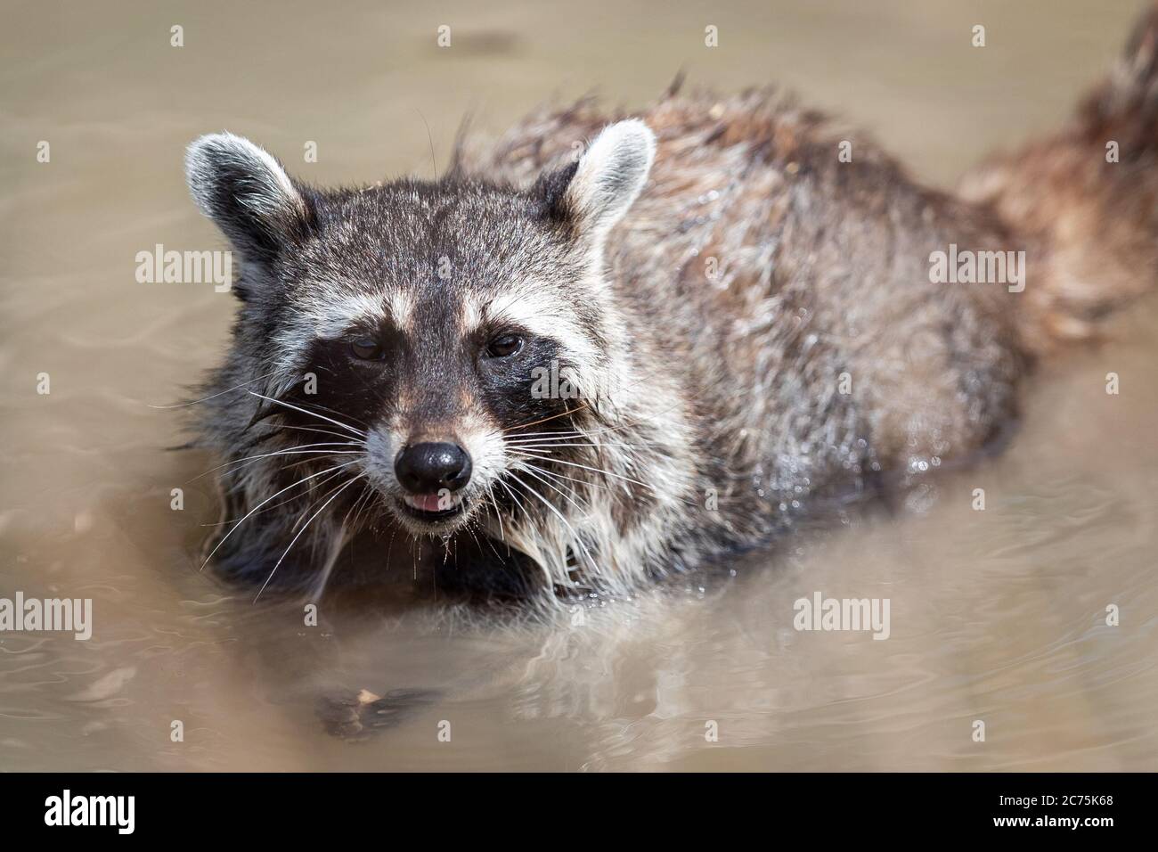 Raccoon swimming in the lake Stock Photo - Alamy