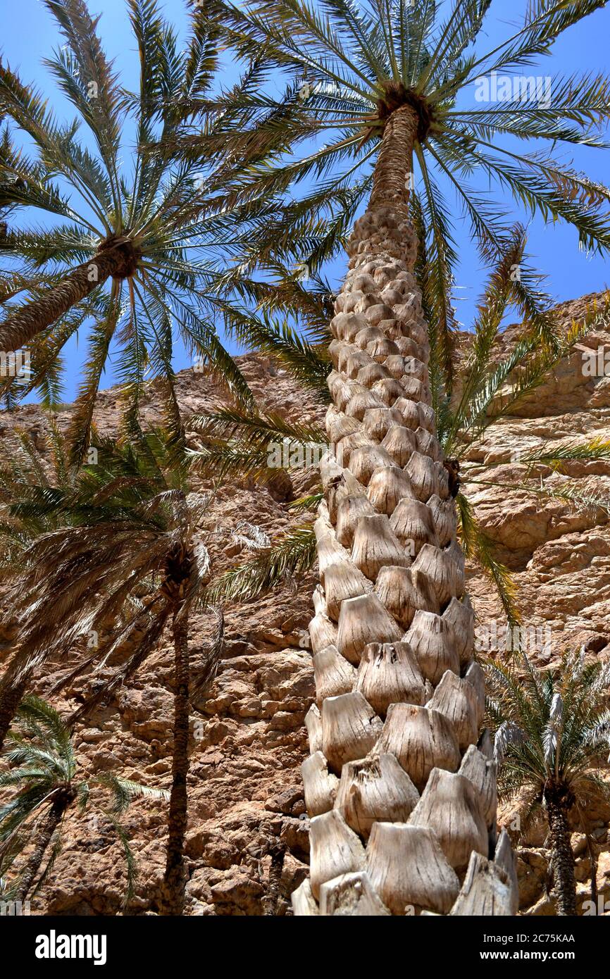 Palm trees in Wadi Shab, Oman Stock Photo - Alamy