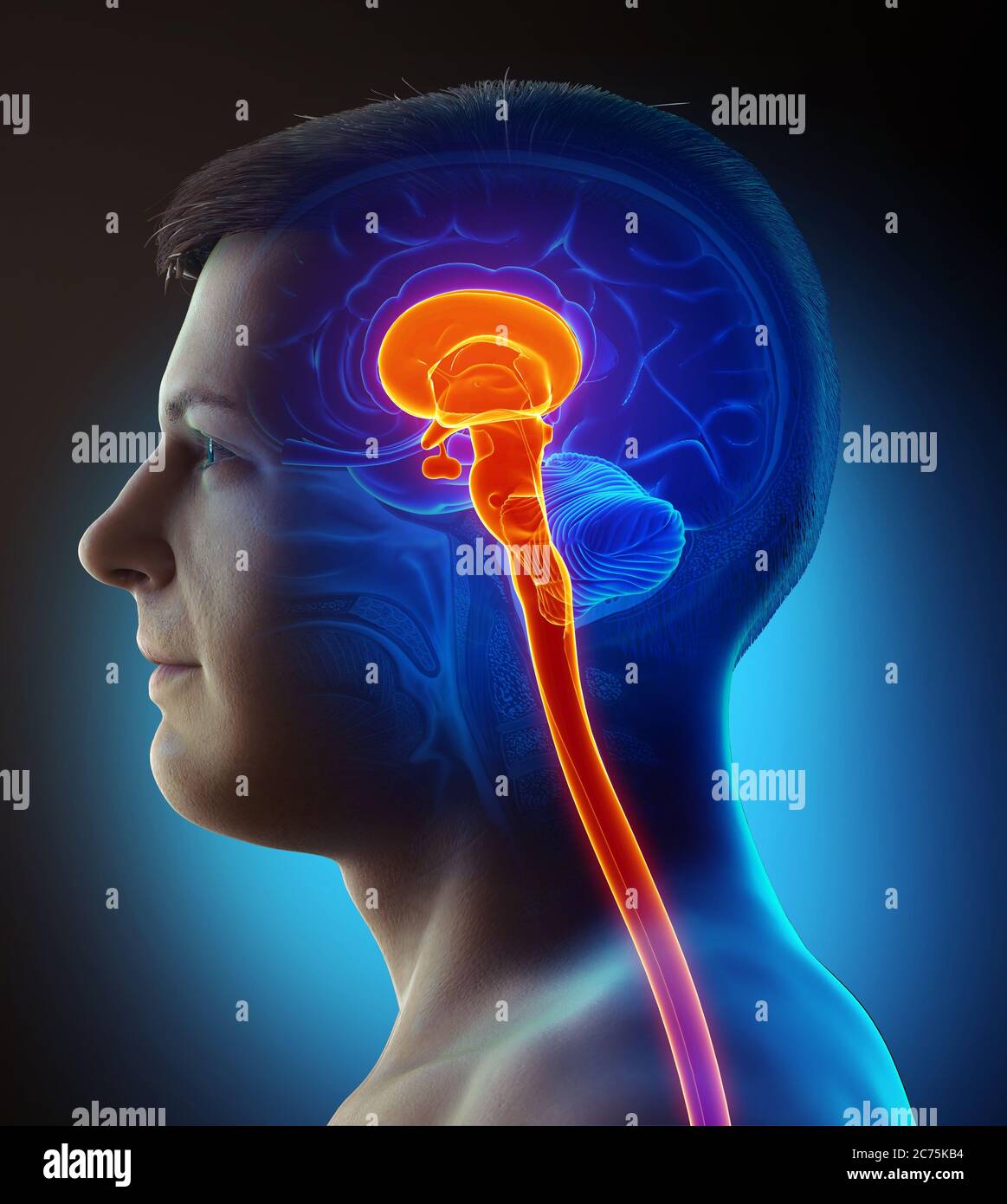 3d rendering medical illustration of brainstem Stock Photo - Alamy