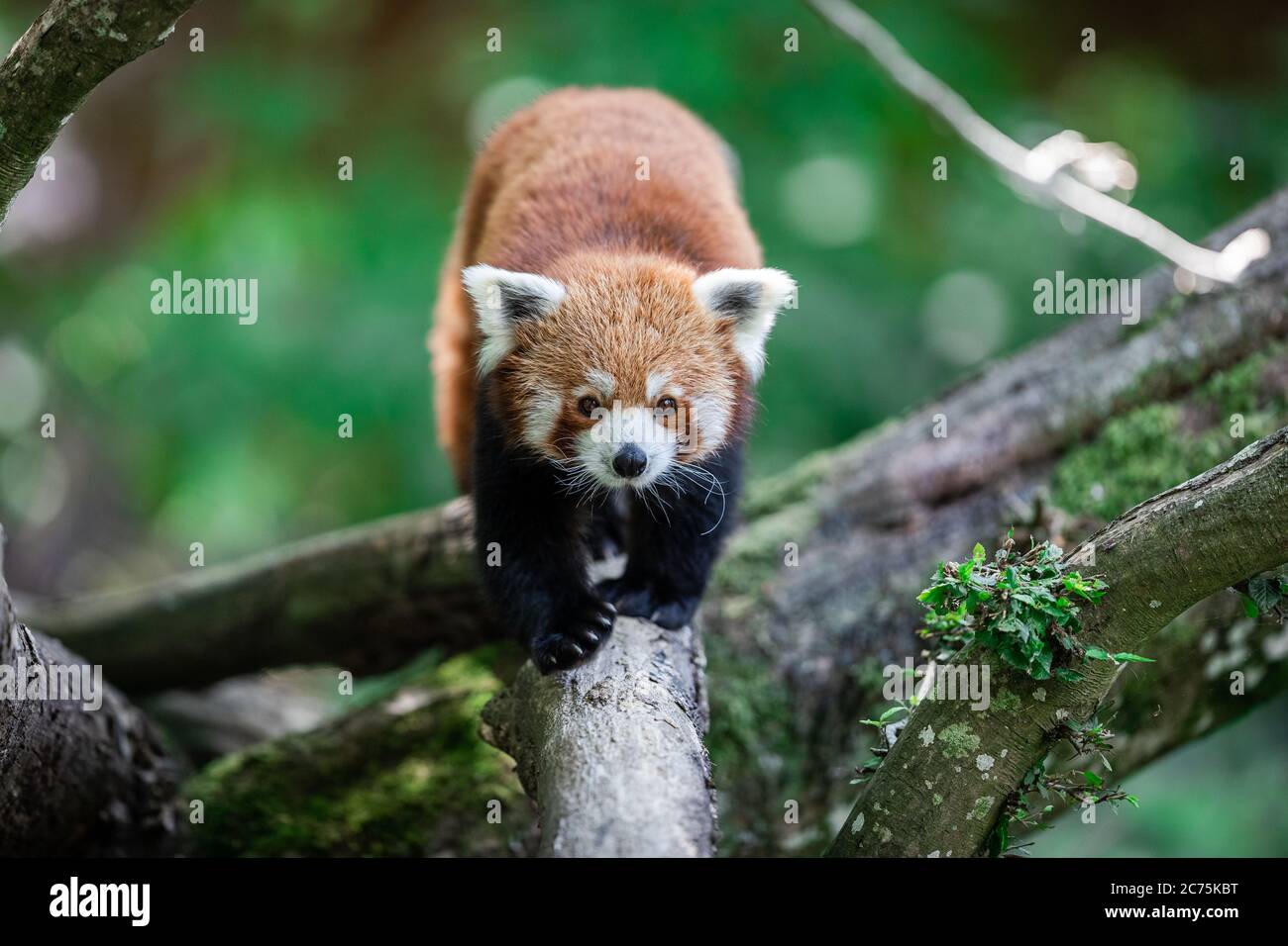 Red panda in the forest Stock Photo - Alamy