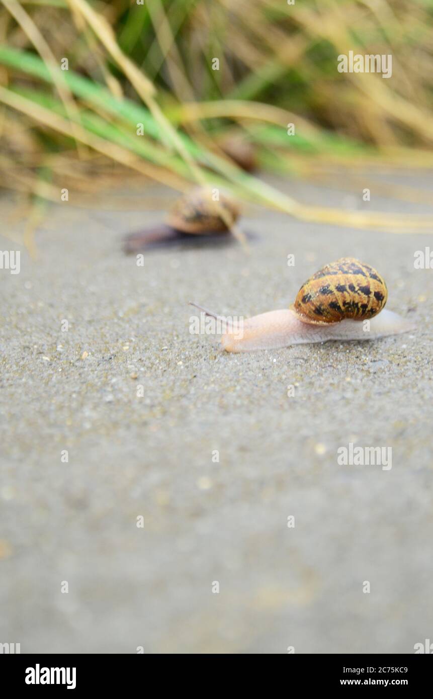 Two snails are racing together Stock Photo - Alamy