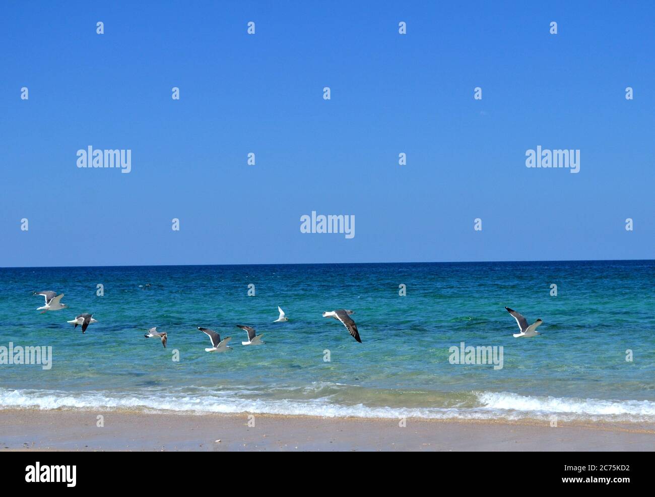Joyful seagulls flying by the beach in Oman Stock Photo - Alamy