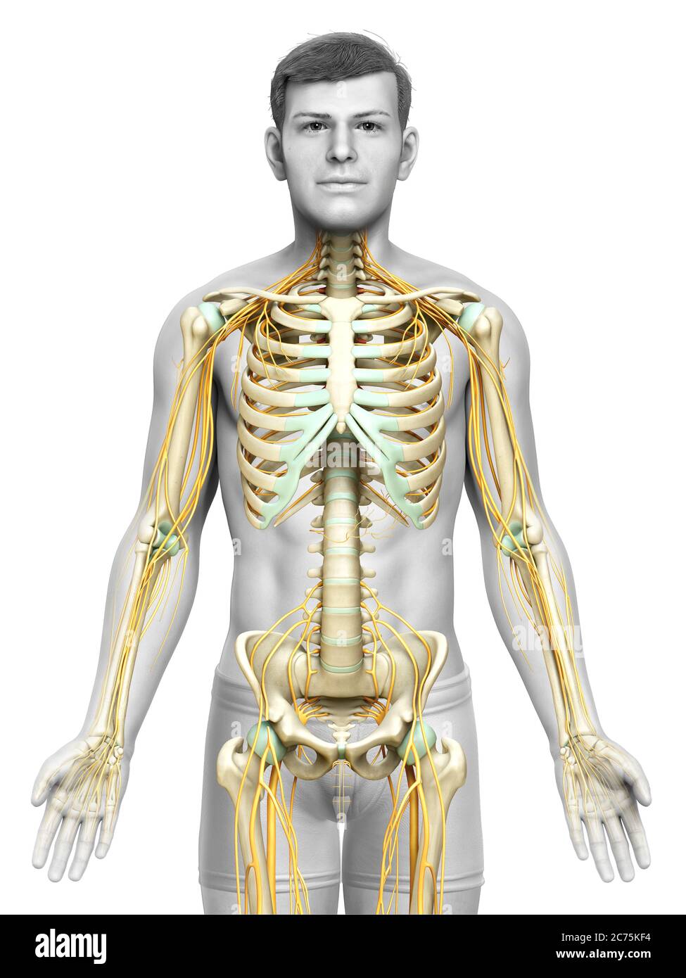 3d rendered medically accurate illustration of the nervous system and ...