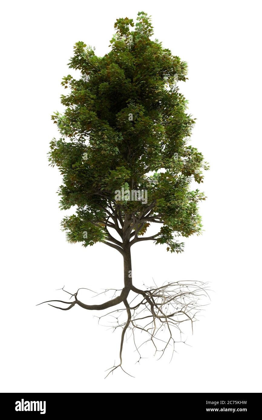 Trunk and roots of a large tree Cut Out Stock Images & Pictures - Alamy