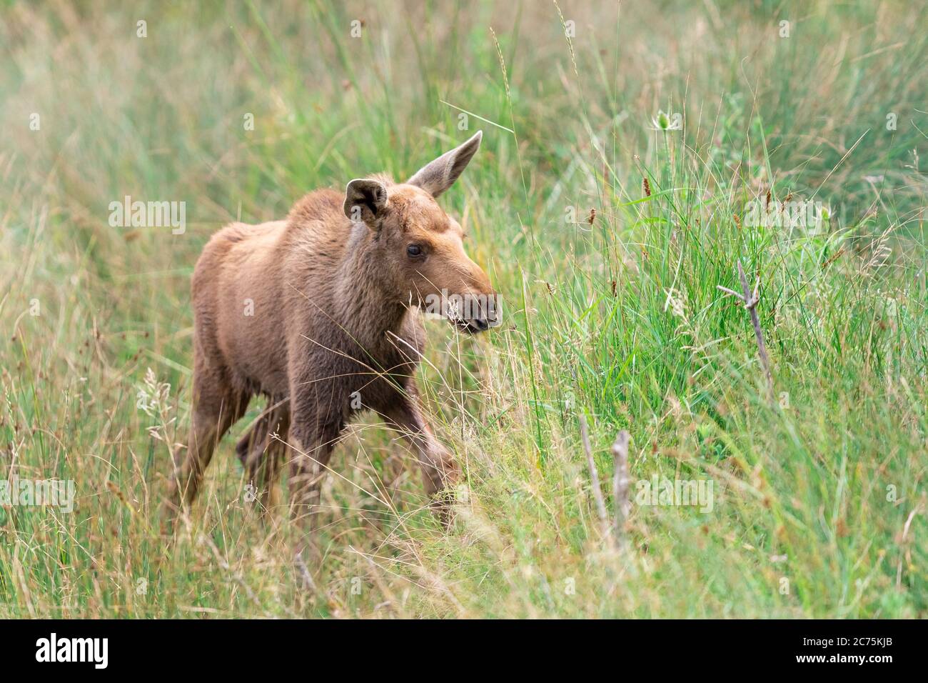 Moose in the forest Stock Photo - Alamy