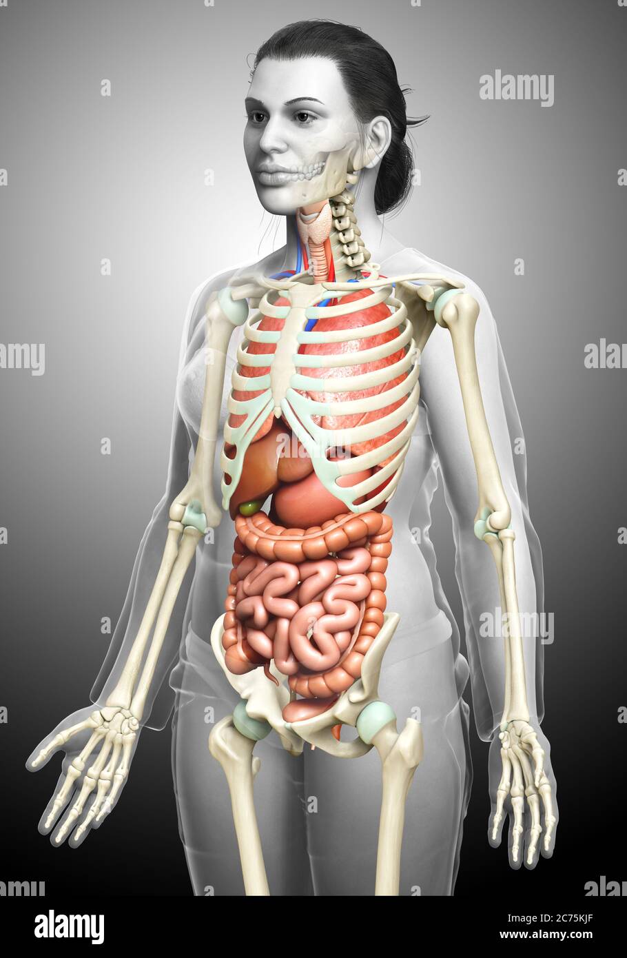 3d rendered medically accurate illustration of female Internal organs ...