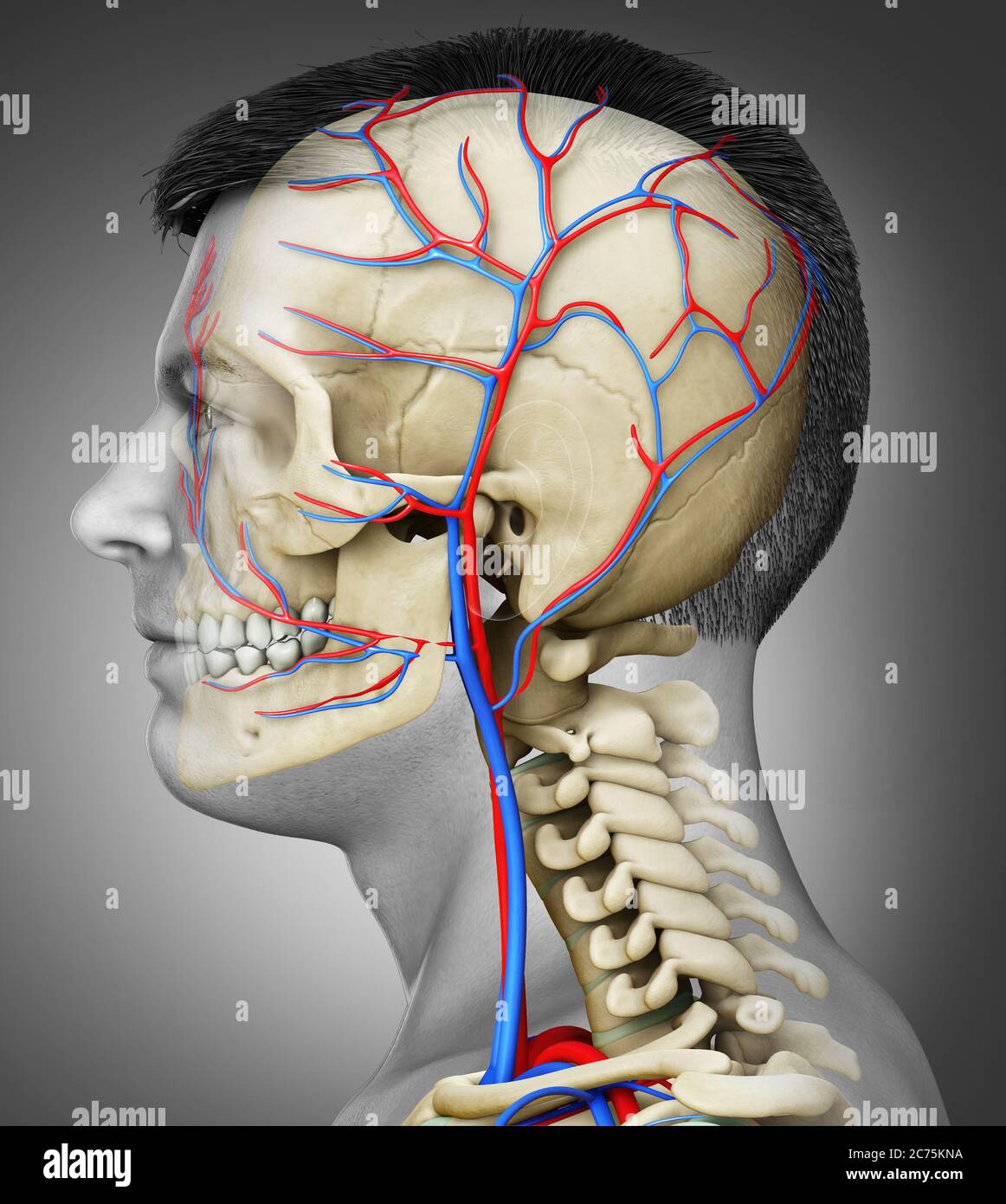 3d rendered medically accurate illustration of the male head ...