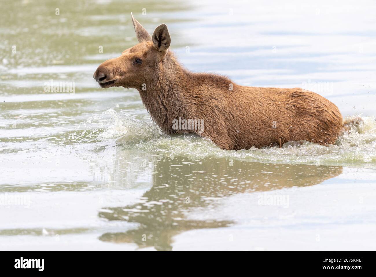 Moose in the forest Stock Photo - Alamy