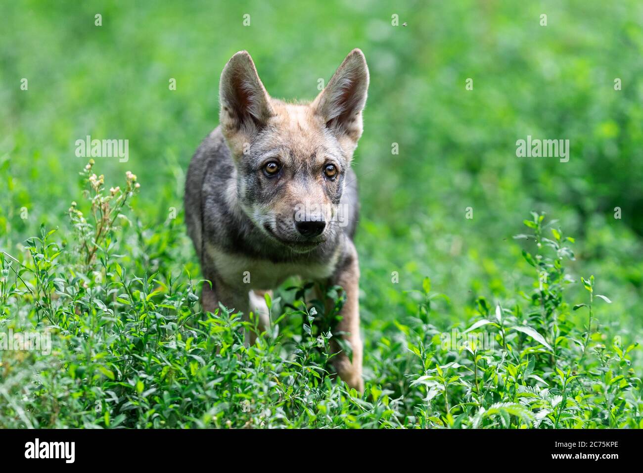 Baby grey wolf hi-res stock photography and images - Alamy