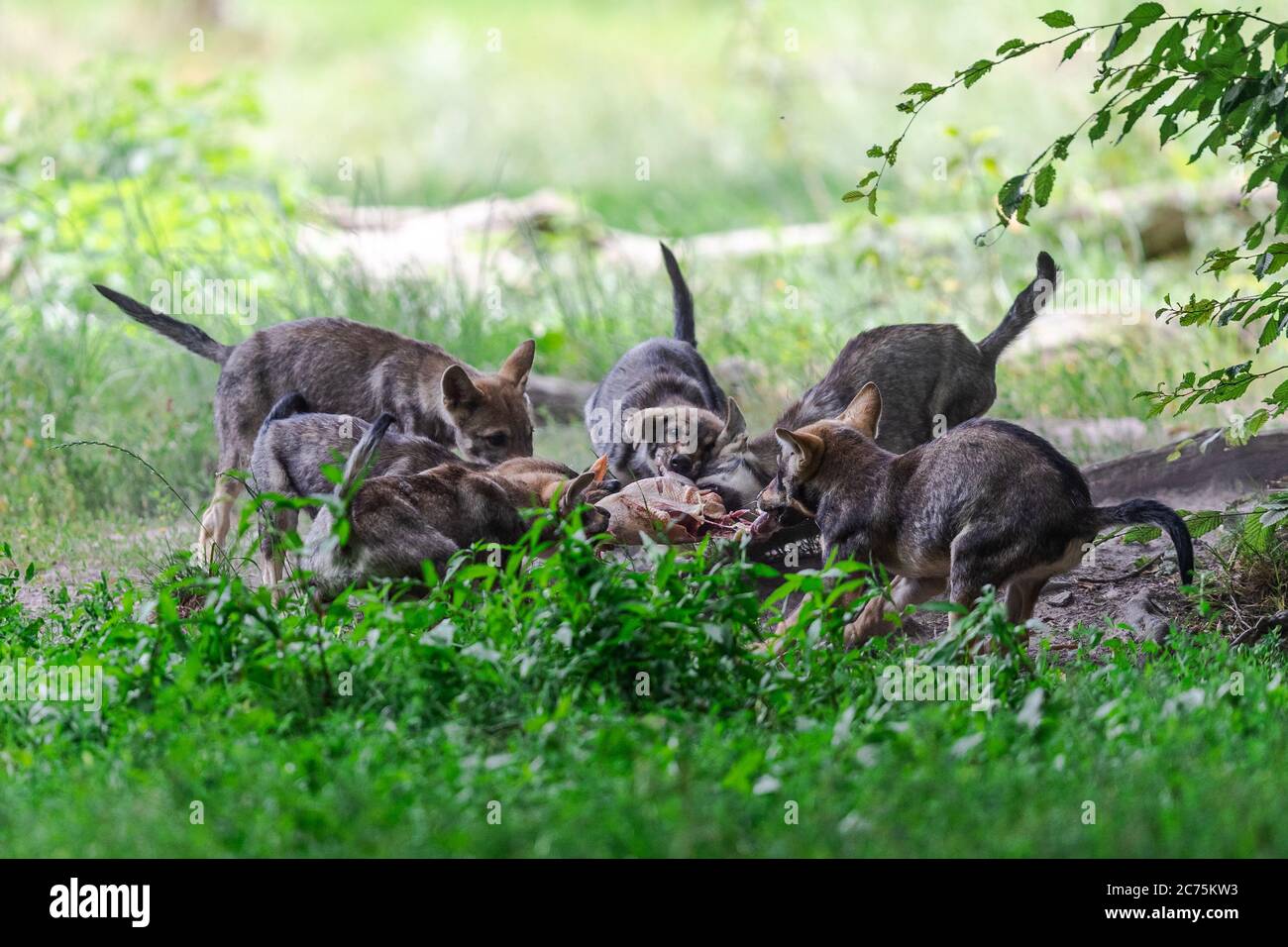 Baby wolf eating hi-res stock photography and images - Alamy