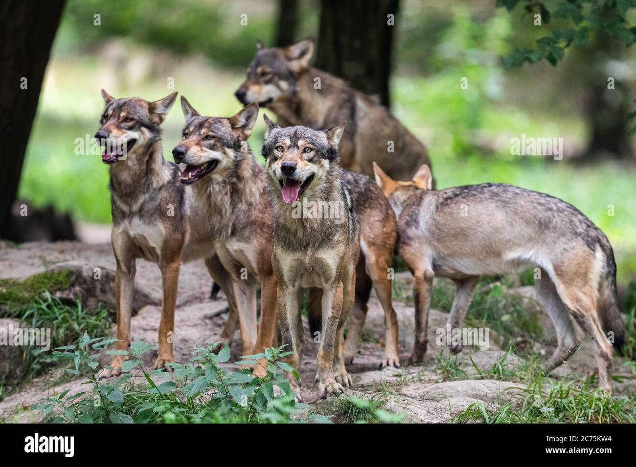 Grey wolf in the forest Stock Photo - Alamy
