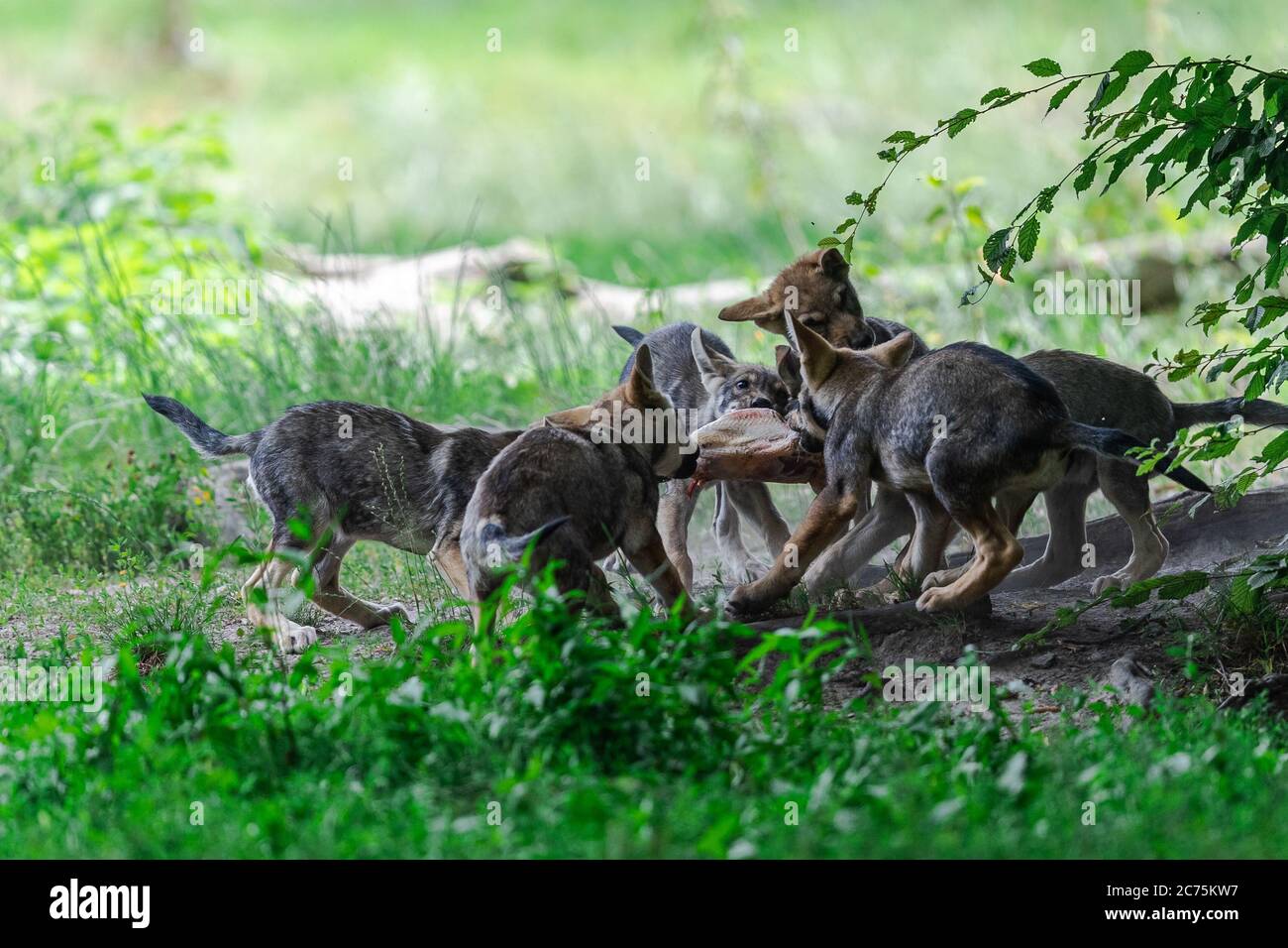 Wolf pup eating hi-res stock photography and images - Alamy