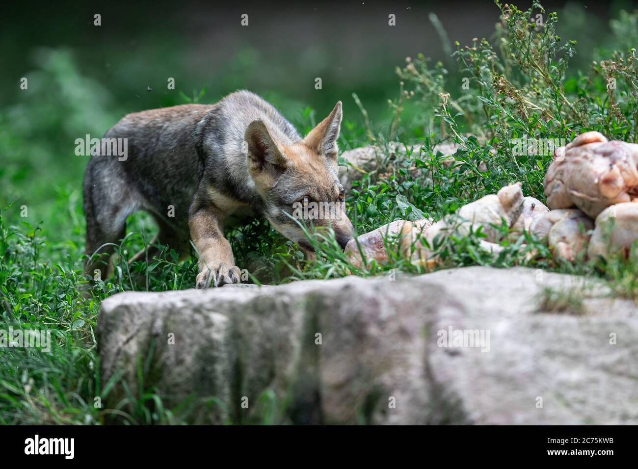 Baby grey wolf hi-res stock photography and images - Alamy