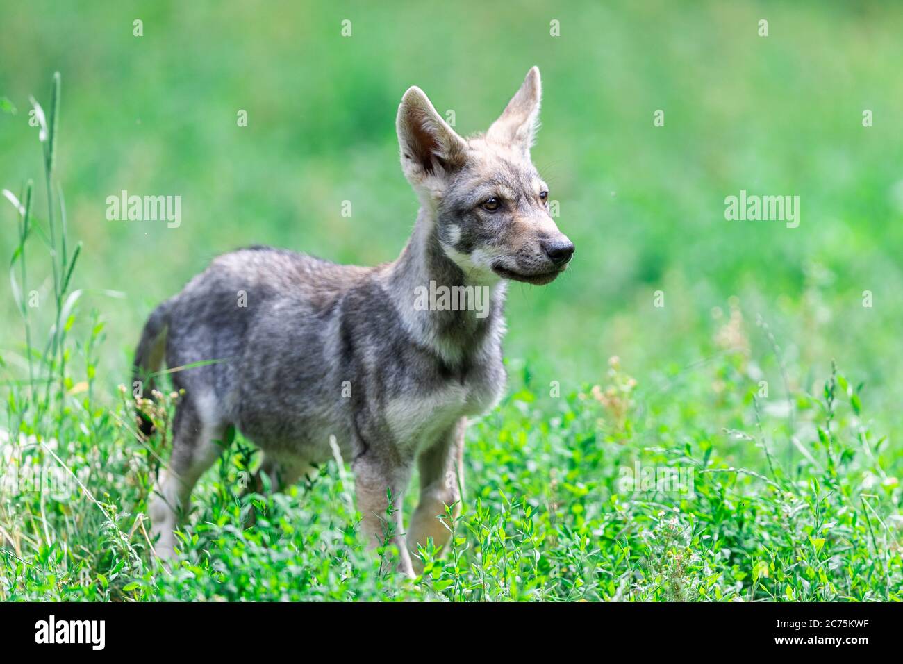 Baby grey wolf in the forest Stock Photo - Alamy