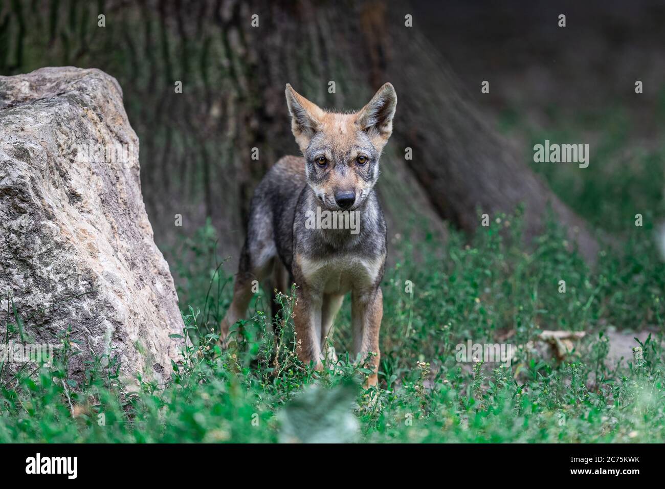 Baby grey wolf in the forest Stock Photo - Alamy