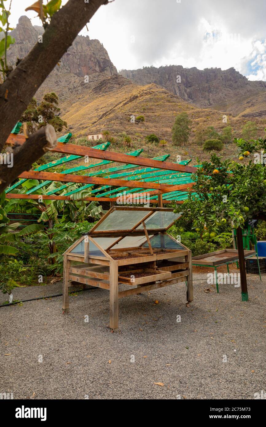 Organic Coffee Beans Drying In Crates in Farm Stock Photo - Alamy