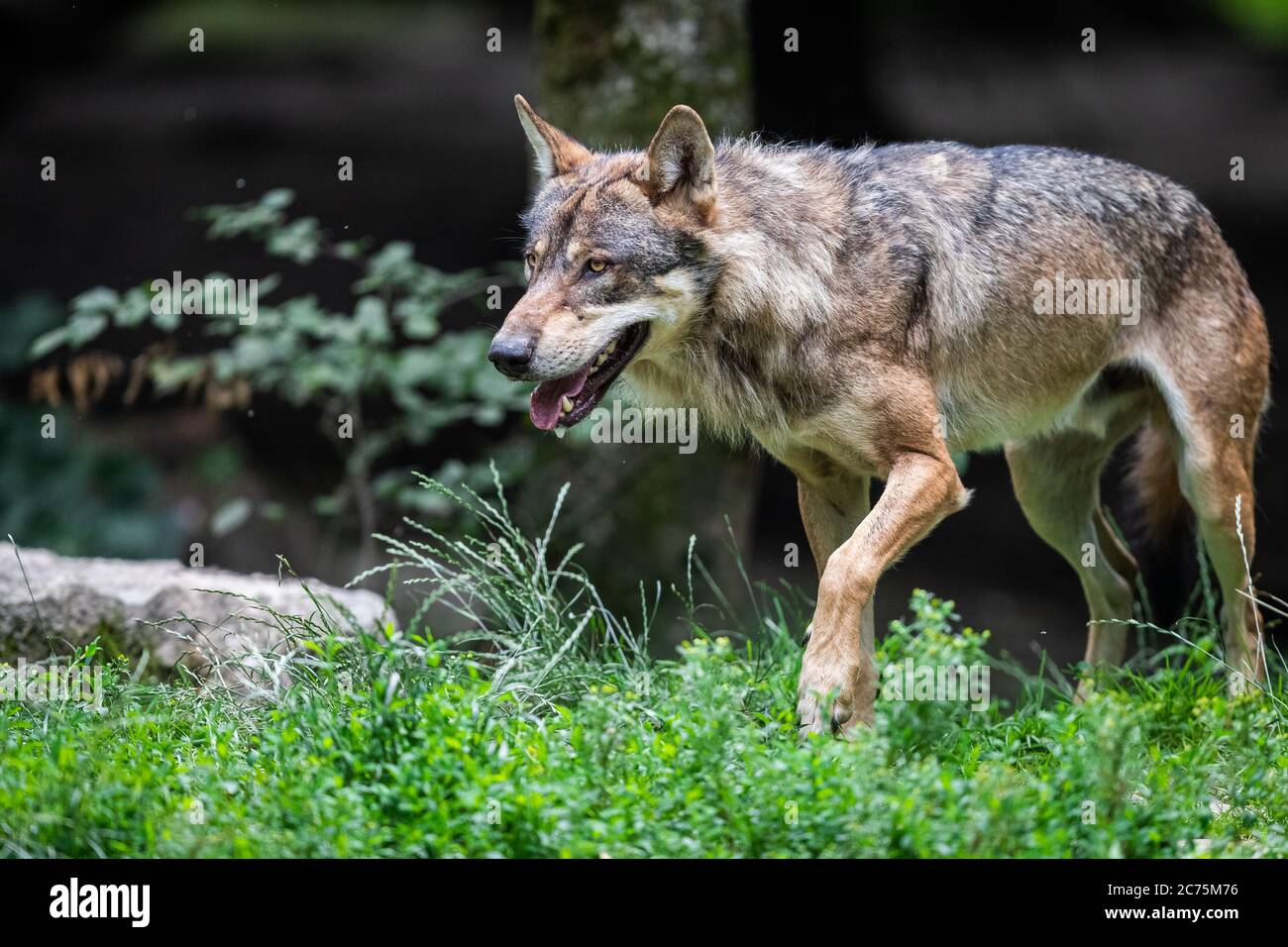 Grey wolf in the forest Stock Photo - Alamy