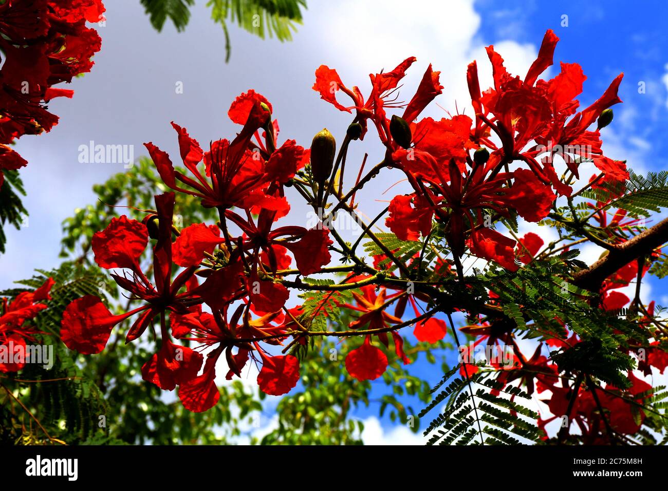 Red flamboyant flower in Olinda, Brazil Stock Photo - Alamy