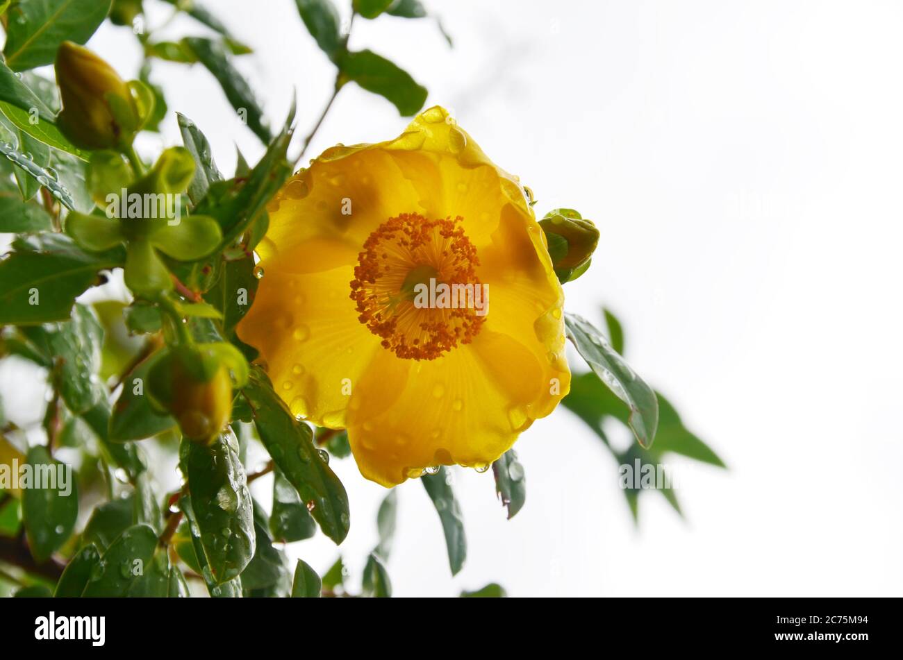 Hypericum kalmianum 'gemo' hi-res stock photography and images - Alamy