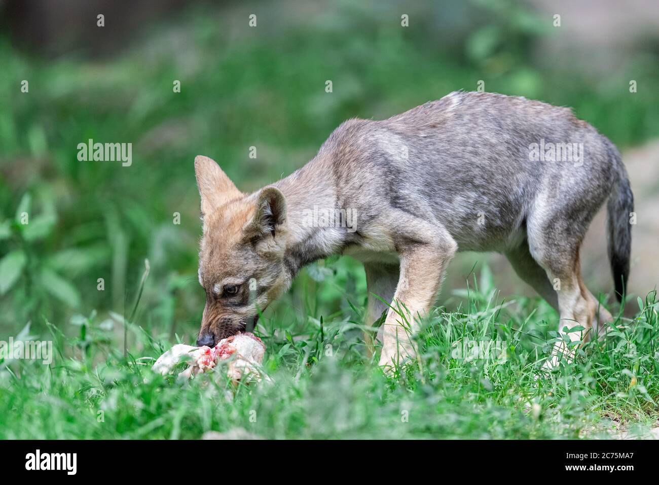 Baby grey wolf in the forest Stock Photo - Alamy