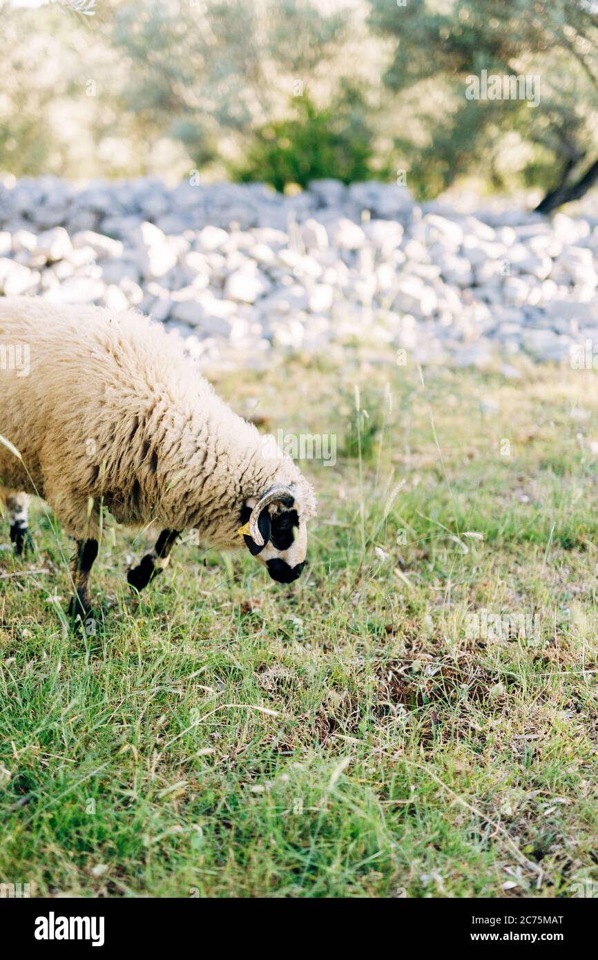 Closeup head ram sheep horn white wool hi-res stock photography and ...