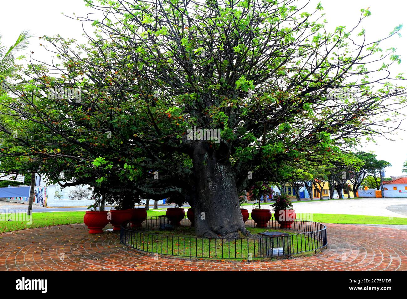 Pernambuco Tree High Resolution Stock Photography and Images - Alamy