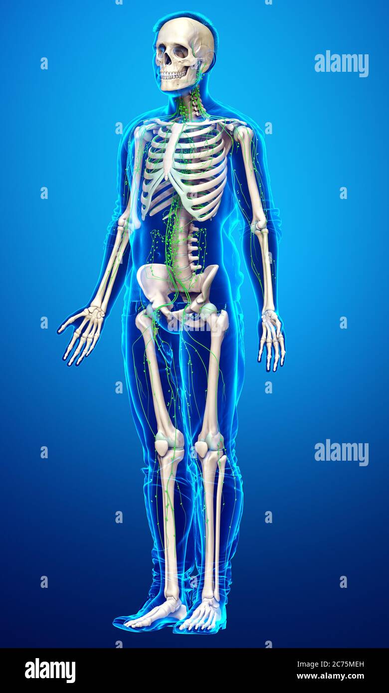 3d rendered medically accurate illustration of a male lymphatic system ...