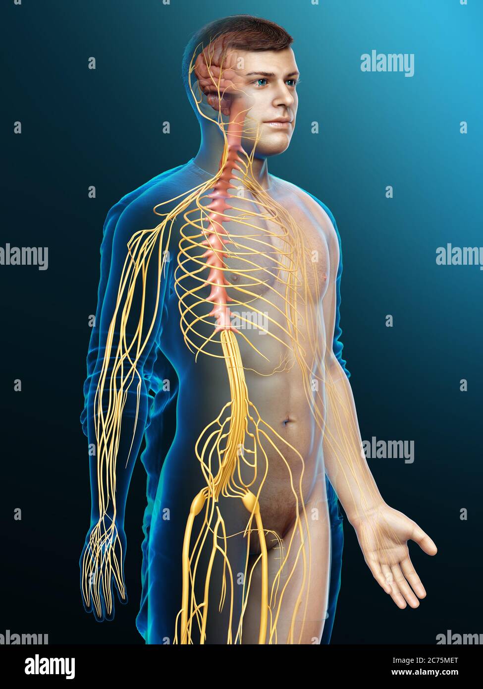 3d rendered medically accurate illustration of a male nervous system ...