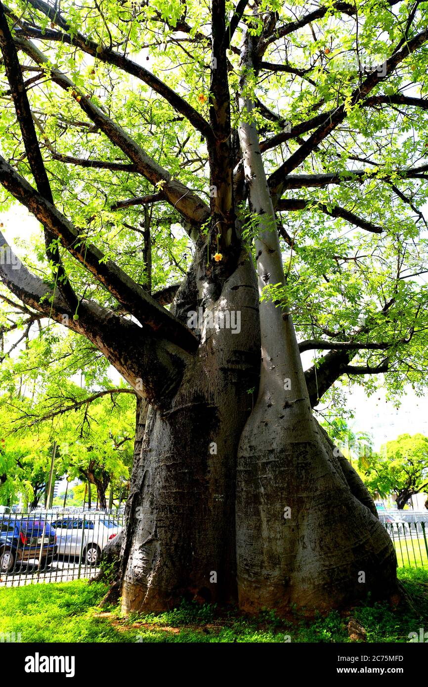 Beautiful baobab tree in Recife, Pernambuco, Brazil Stock Photo - Alamy