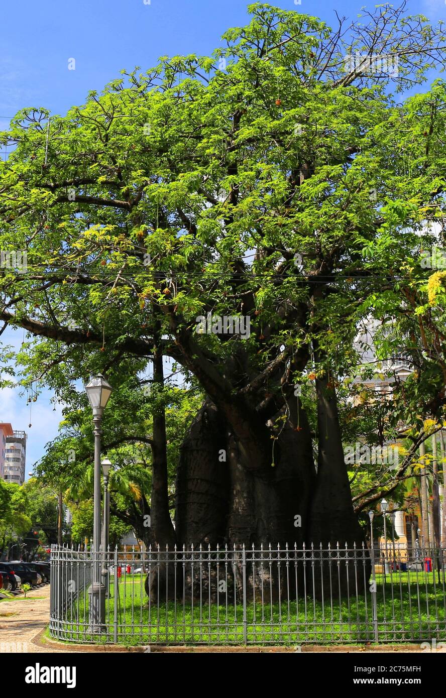 Beautiful baobab tree in Recife, Pernambuco, Brazil Stock Photo - Alamy