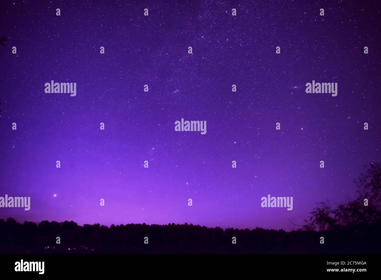 Beautiful purple night sky with many stars above the forest. Milkyway ...