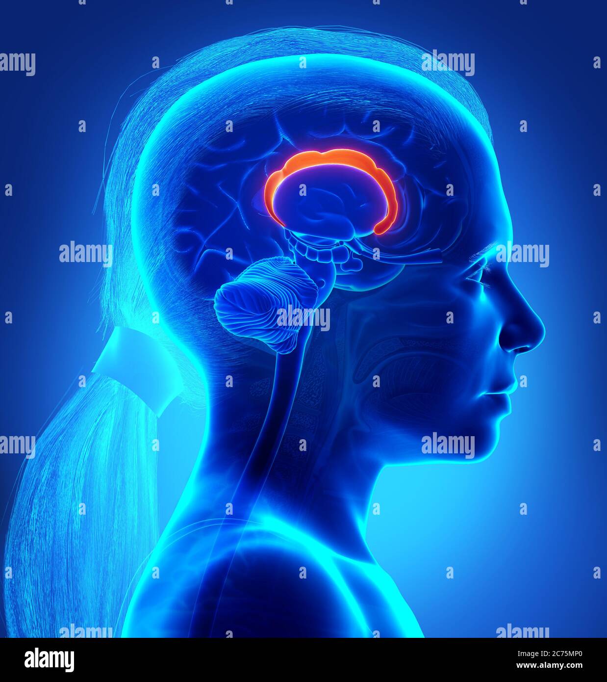 3d rendered medically accurate illustration of the brain anatomy Stock ...
