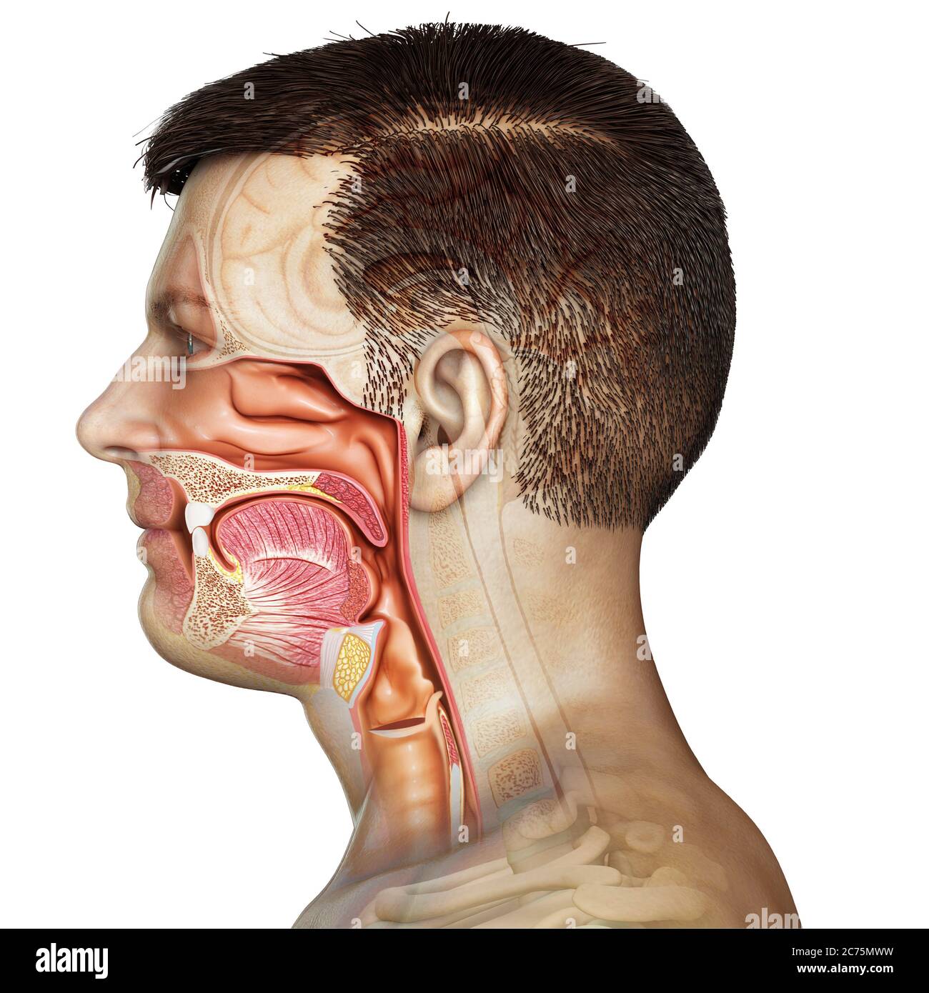 3d rendered, medically accurate illustration of male Trachea and ...