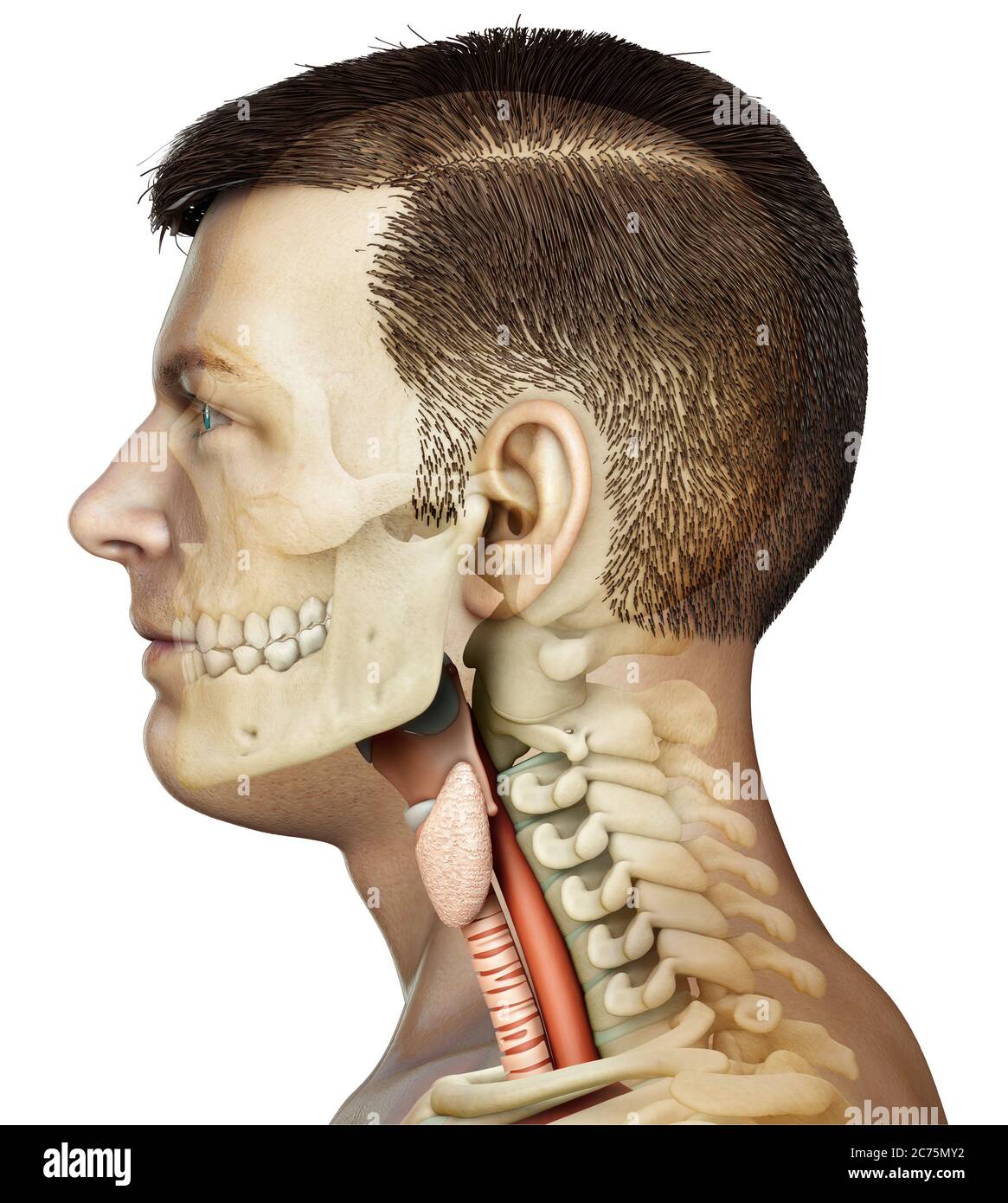 Laryngeal prominence hi-res stock photography and images - Alamy