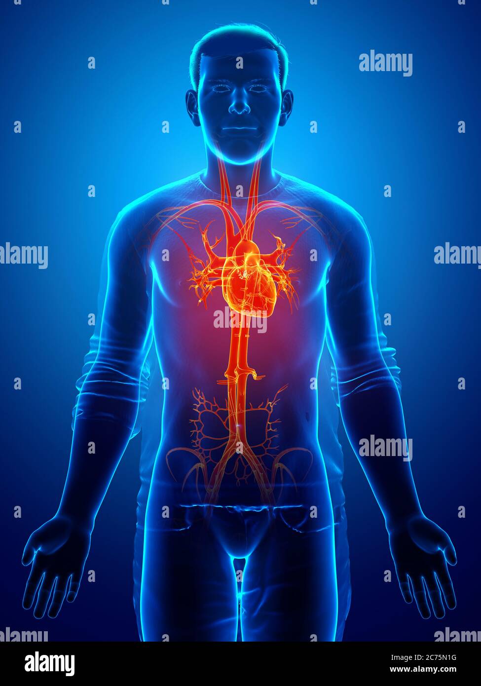 3d rendered medically accurate illustration of highlighted orange male ...