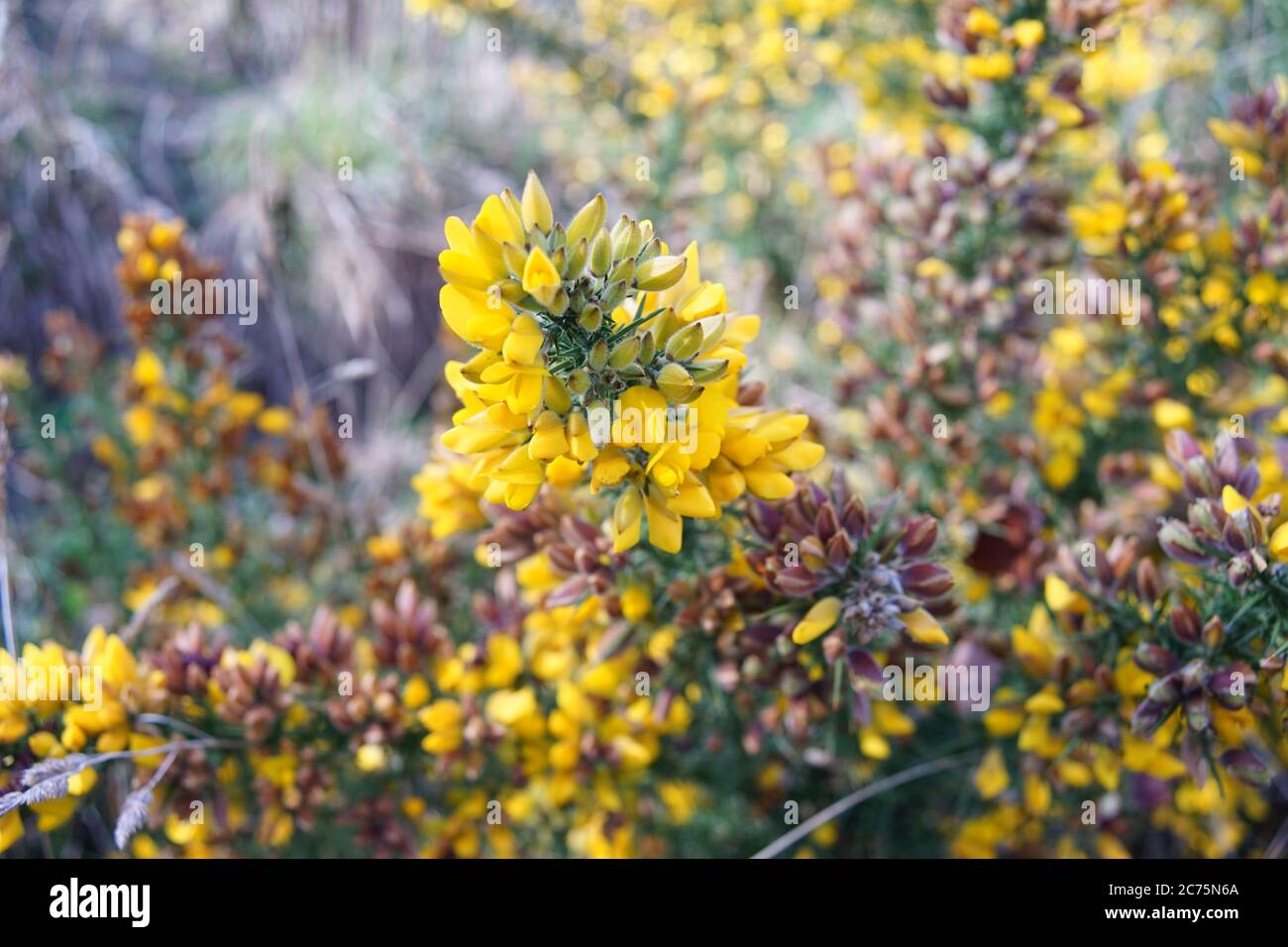 Gorse new zealand hi-res stock photography and images - Alamy