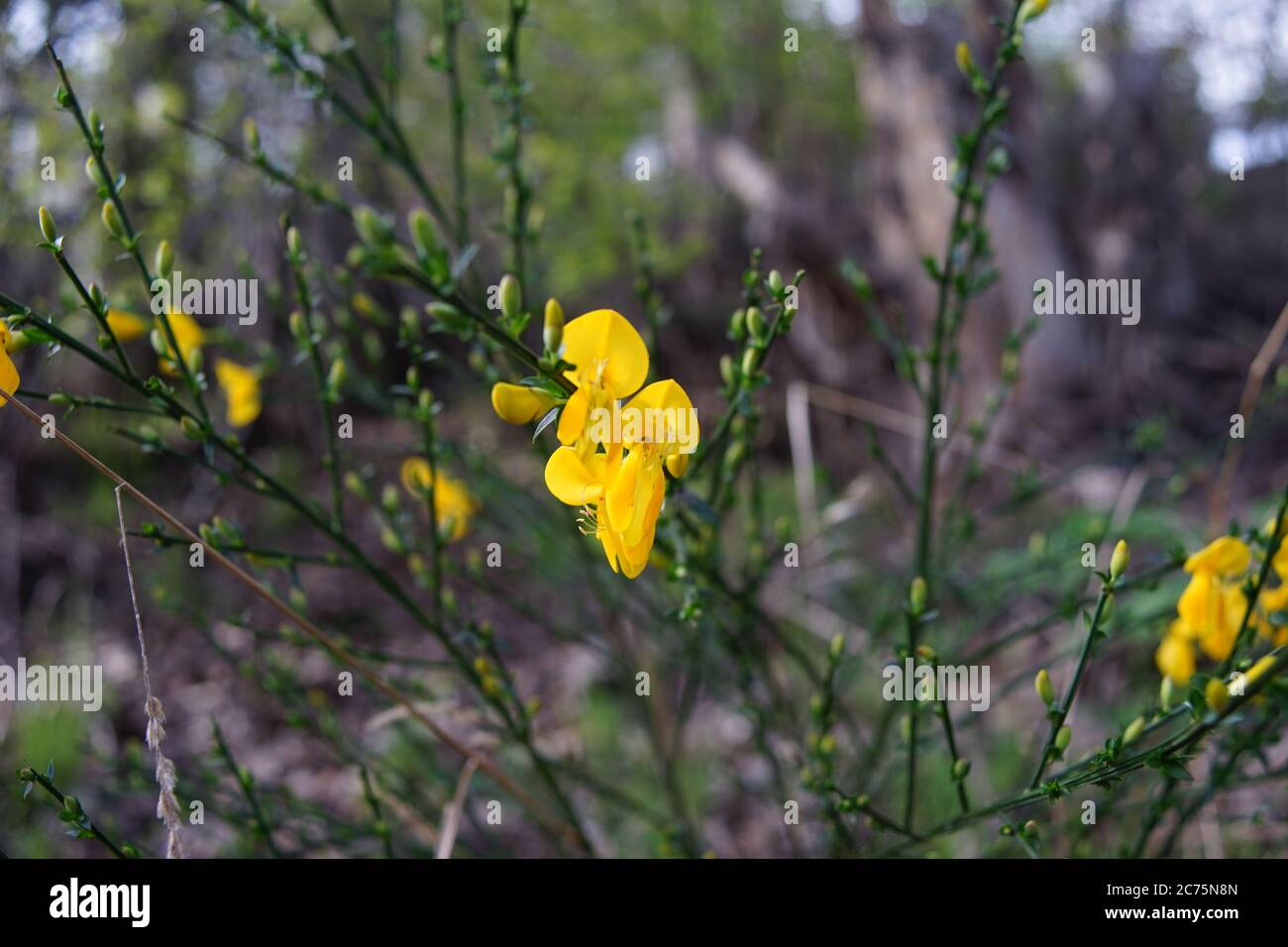 Wild Yellow Flowers Among The Green. Gorse or Ulex is a genus of ...