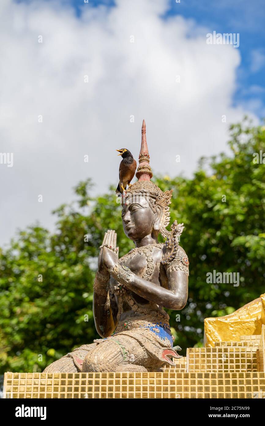 Common Myna Bird perching on figure of deva (Angel Stock Photo - Alamy
