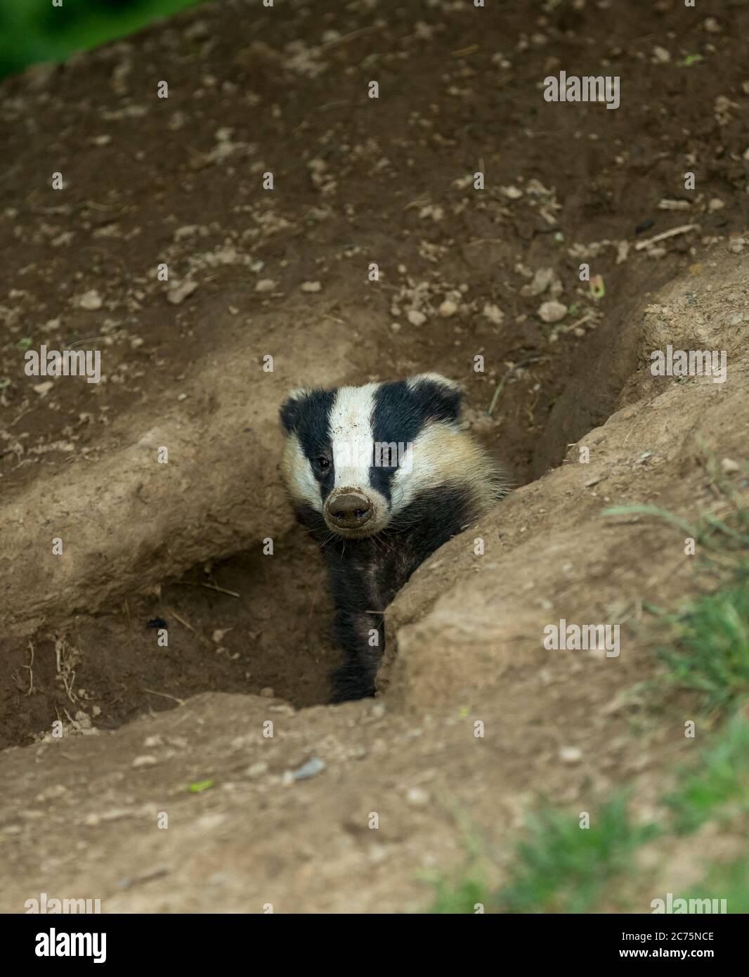 Latin copy hi-res stock photography and images - Alamy