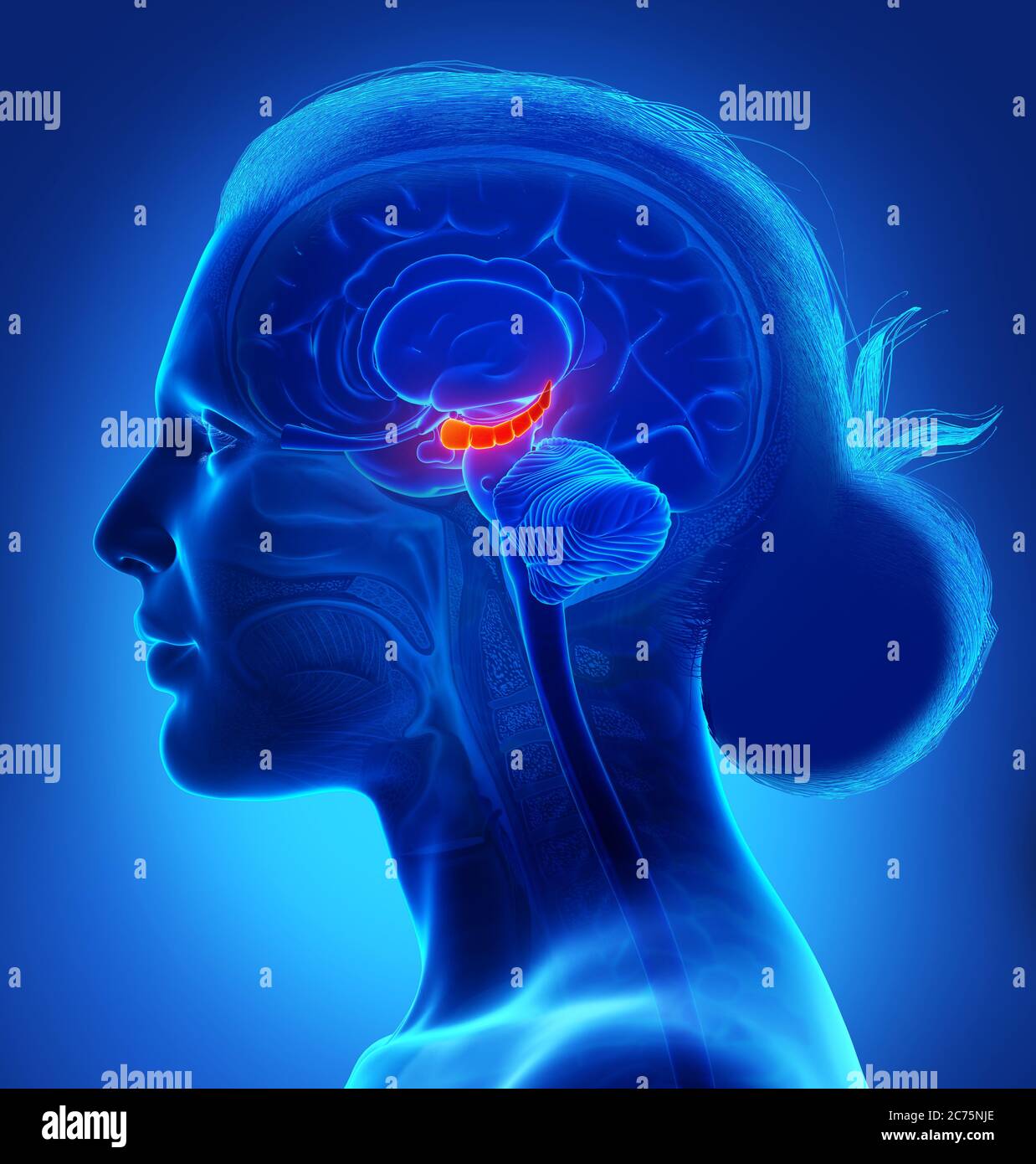 3d rendering medical illustration of Brain HYPPOCAMPUS anatomy - cross ...